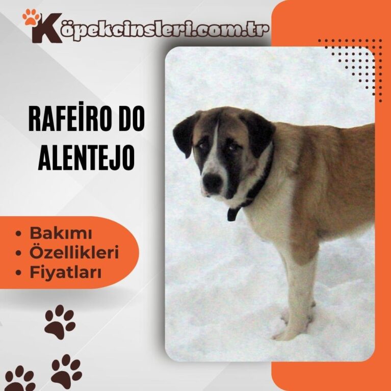 Rafeiro Do Alentejo Özellikleri, Bakımı ve Fiyatları