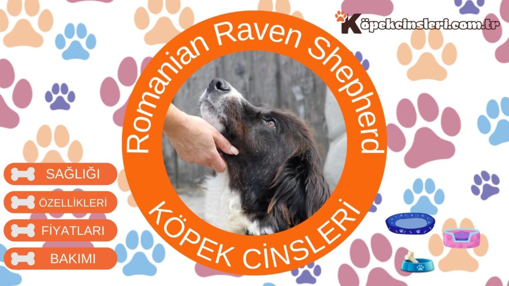 Romanian Raven Shepherd Dog Özellikleri, Bakımı ve Fiyatları