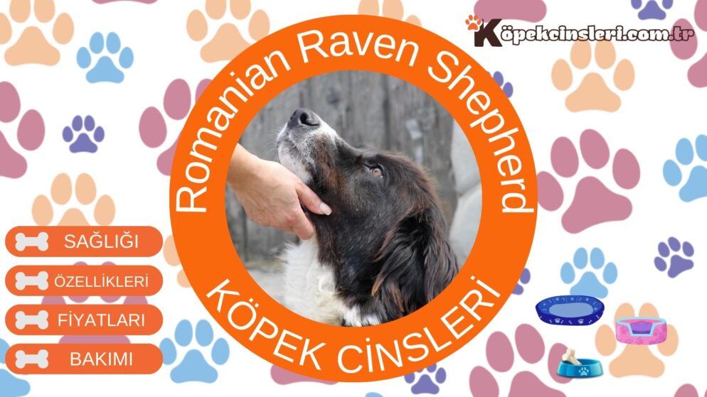Romanian Raven Shepherd Dog Özellikleri, Bakımı ve Fiyatları