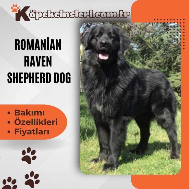 Romanian Raven Shepherd Dog Özellikleri, Bakımı ve Fiyatları