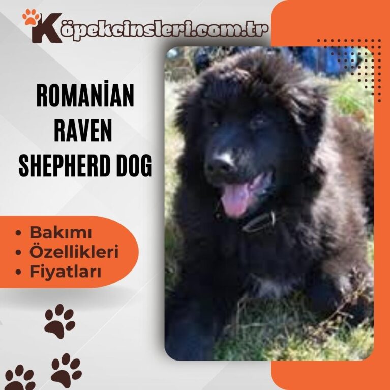 Romanian Raven Shepherd Dog Özellikleri, Bakımı ve Fiyatları