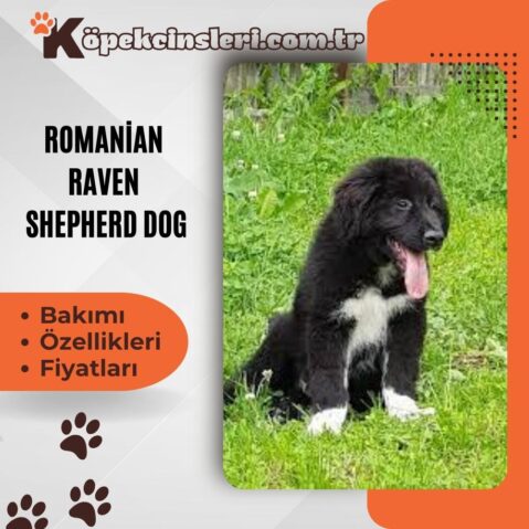 Romanian Raven Shepherd Dog Özellikleri, Bakımı ve Fiyatları