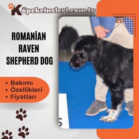 Romanian Raven Shepherd Dog Özellikleri, Bakımı ve Fiyatları