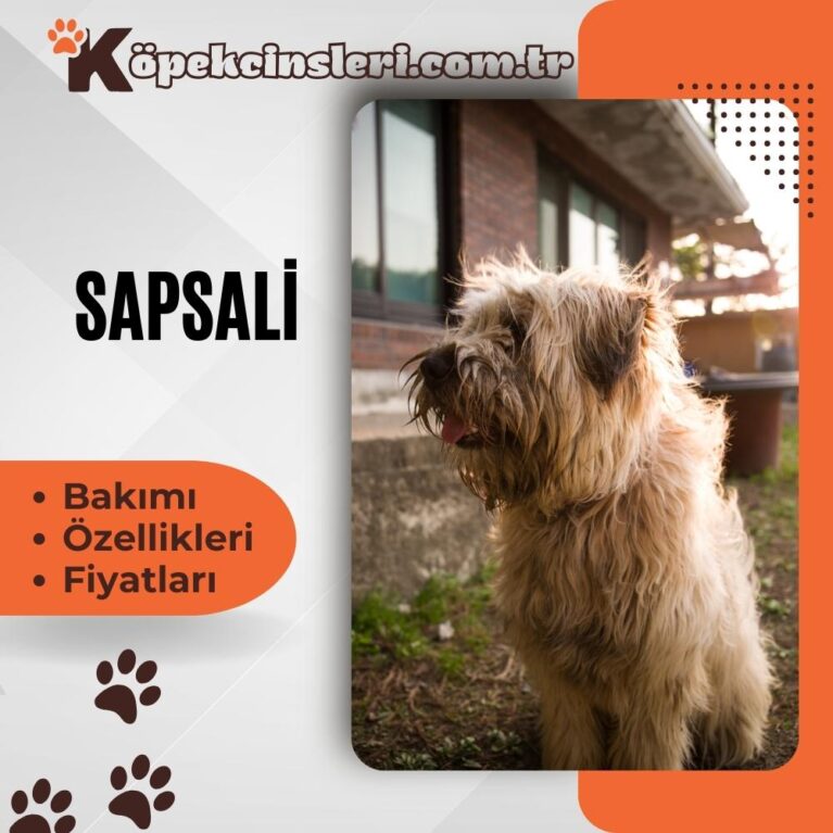 Sapsali Özellikleri, Bakımı ve Fiyatları