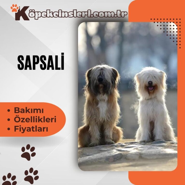 Sapsali Özellikleri, Bakımı ve Fiyatları