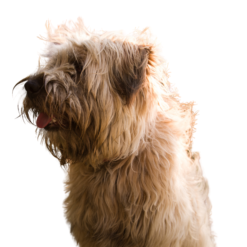 Menşei (Anavatanı) Güney Kore Olan Köpekler - Köpek Cinsleri | Köpek ...
