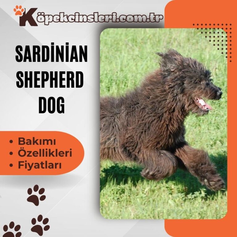 Sardinian Shepherd Dog Özellikleri, Bakımı ve Fiyatları
