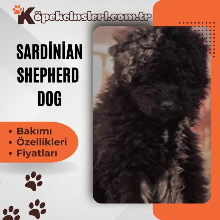 Sardinian Shepherd Dog Özellikleri, Bakımı ve Fiyatları