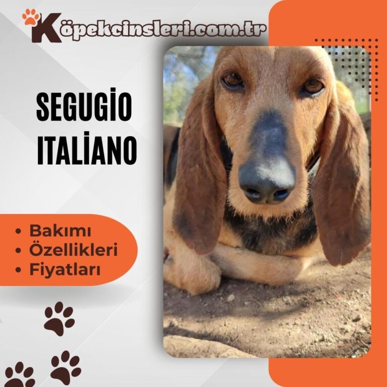 Segugio Italiano Özellikleri, Bakımı ve Fiyatları