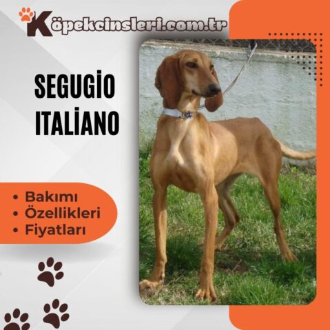 Segugio Italiano Özellikleri, Bakımı ve Fiyatları
