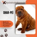 Shar Pei Özellikleri, Bakımı ve Fiyatları