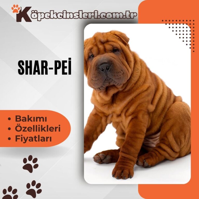 Shar Pei Özellikleri, Bakımı ve Fiyatları