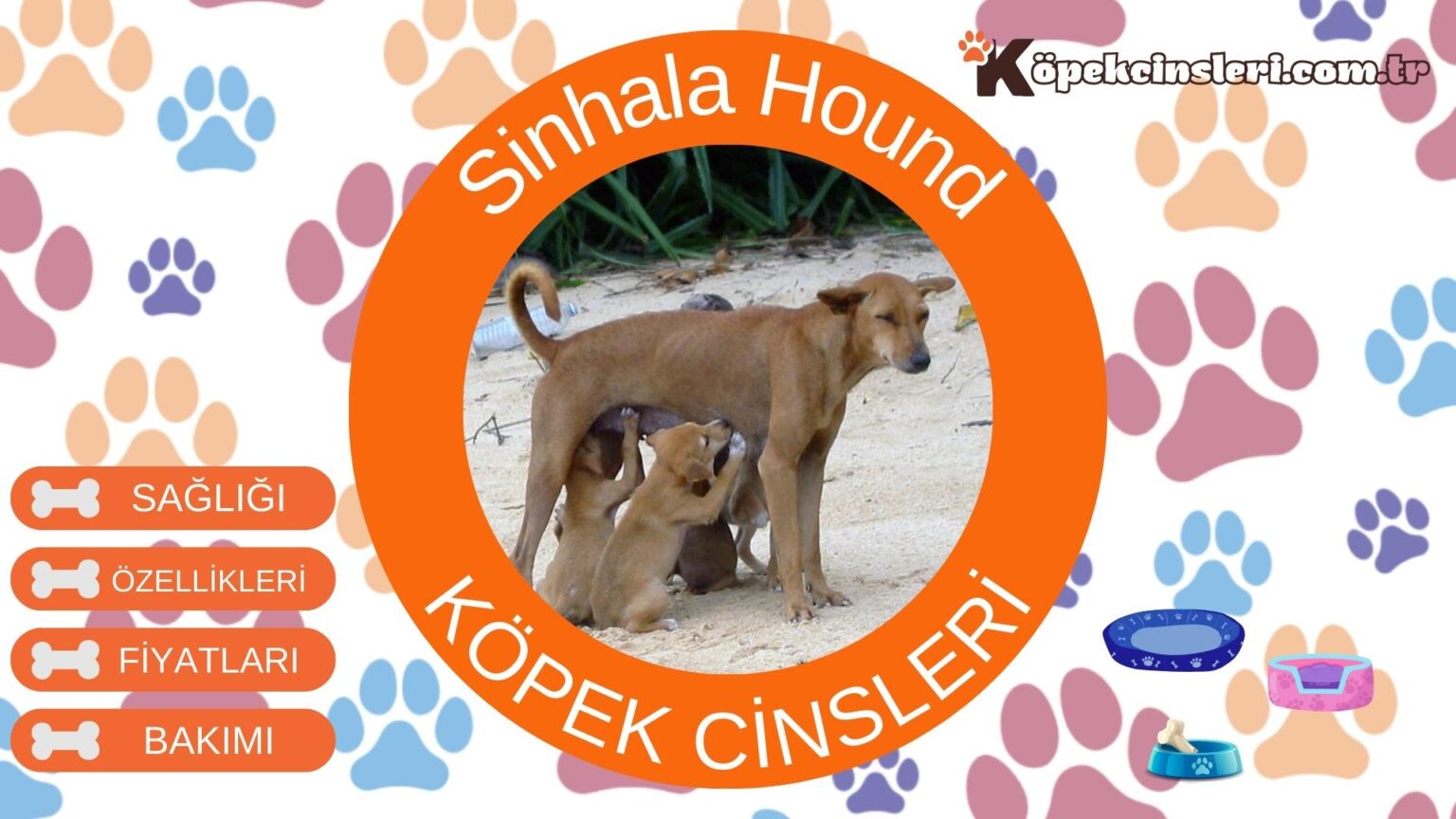 Sinhala Hound Özellikleri, Bakımı ve Fiyatları