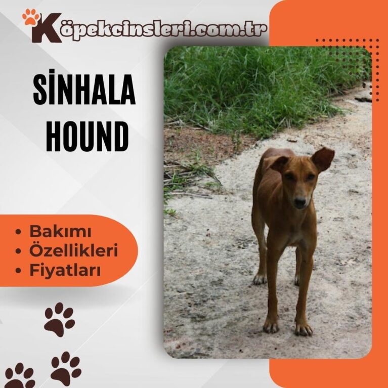 Sinhala Hound Özellikleri, Bakımı ve Fiyatları