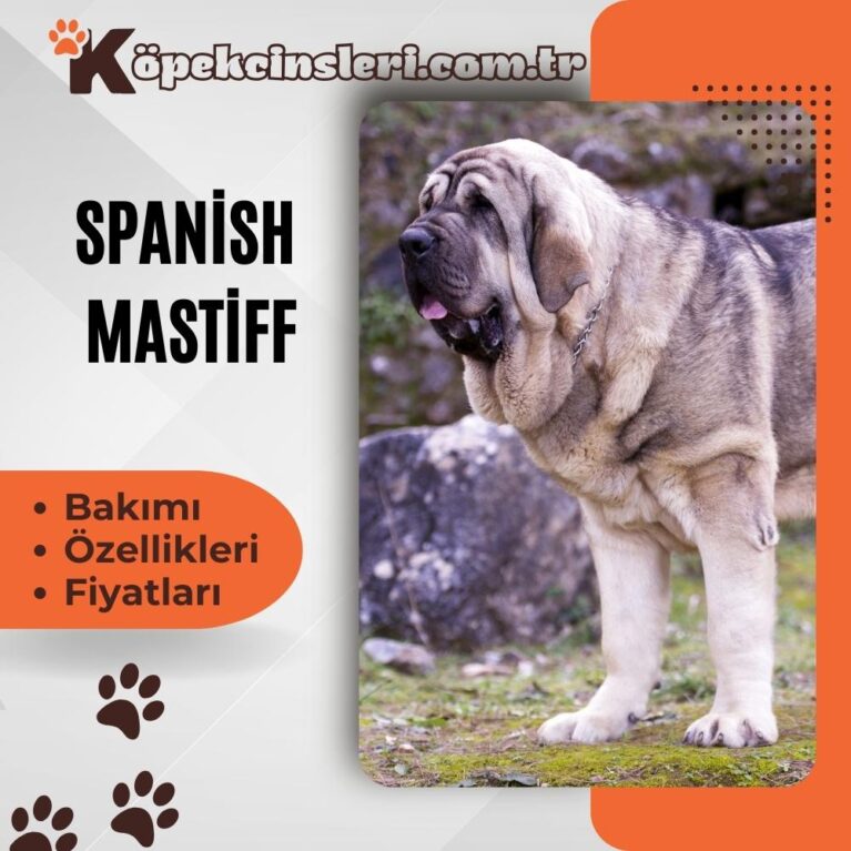 Spanish Mastiff Özellikleri, Bakımı ve Fiyatları