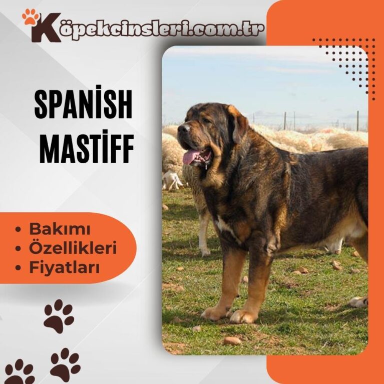 Spanish Mastiff Özellikleri, Bakımı ve Fiyatları