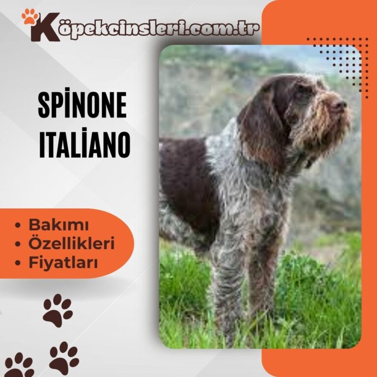 Spinone Italiano Özellikleri, Bakımı ve Fiyatları