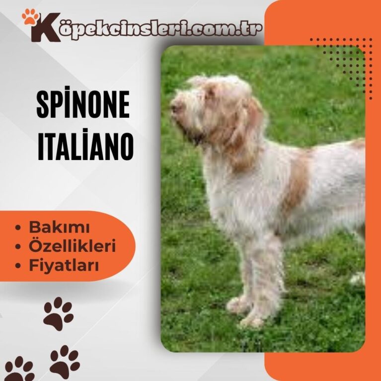 Spinone Italiano Özellikleri, Bakımı ve Fiyatları