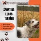 Sporting Lucas Terrier Köpek Özellikleri, Bakımı ve Fiyatları