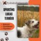 Sporting Lucas Terrier Köpek Özellikleri, Bakımı ve Fiyatları