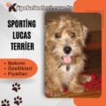 Sporting Lucas Terrier Köpek Özellikleri, Bakımı ve Fiyatları