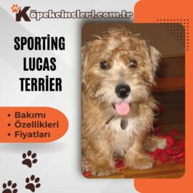 Sporting Lucas Terrier Köpek Özellikleri, Bakımı ve Fiyatları