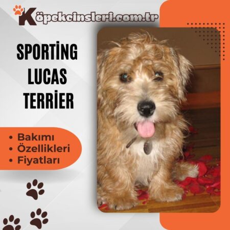 Sporting Lucas Terrier Köpek Özellikleri, Bakımı ve Fiyatları