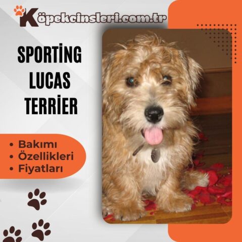 Sporting Lucas Terrier Köpek Özellikleri, Bakımı ve Fiyatları