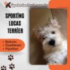 Sporting Lucas Terrier Köpek Özellikleri, Bakımı ve Fiyatları