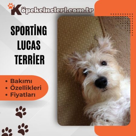 Sporting Lucas Terrier Köpek Özellikleri, Bakımı ve Fiyatları