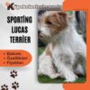 Sporting Lucas Terrier Köpek Özellikleri, Bakımı ve Fiyatları