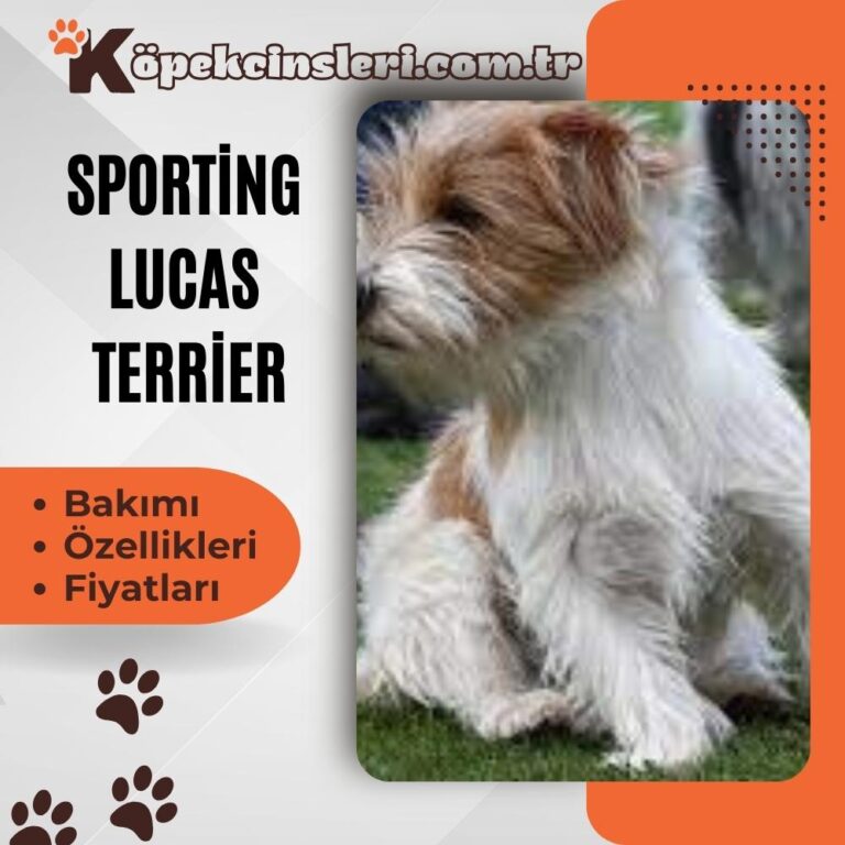Sporting Lucas Terrier Köpek Özellikleri, Bakımı ve Fiyatları