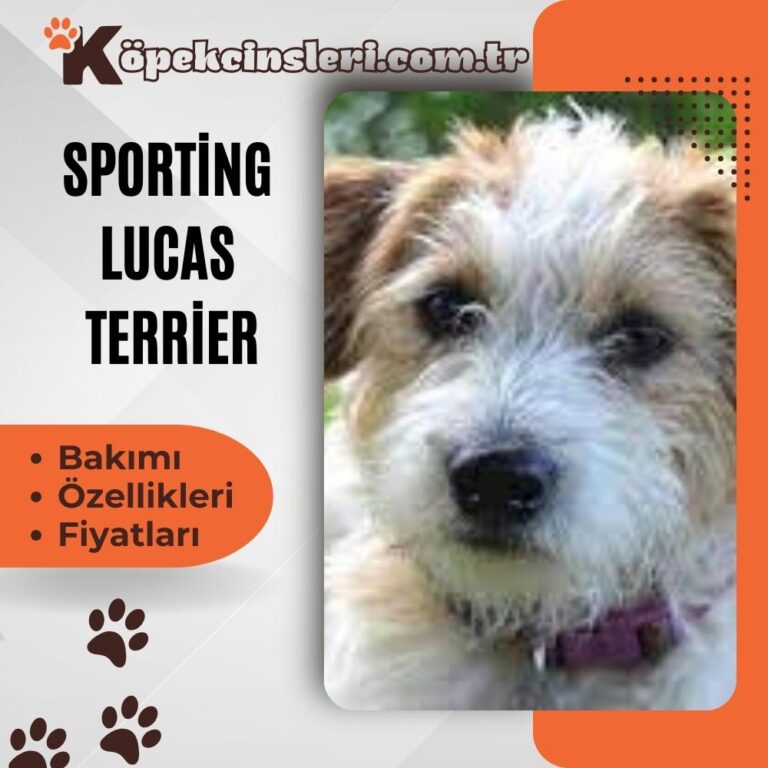 Sporting Lucas Terrier Köpek Özellikleri, Bakımı ve Fiyatları