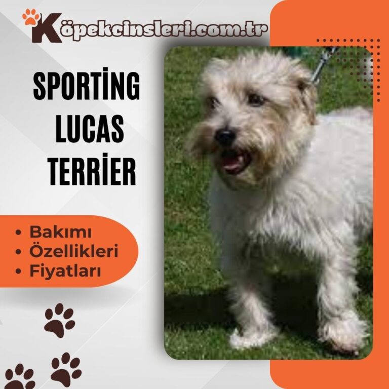 Sporting Lucas Terrier Köpek Özellikleri, Bakımı ve Fiyatları