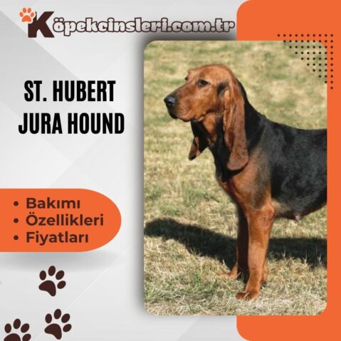 St. Hubert Jura Hound Özellikleri, Bakımı ve Fiyatları