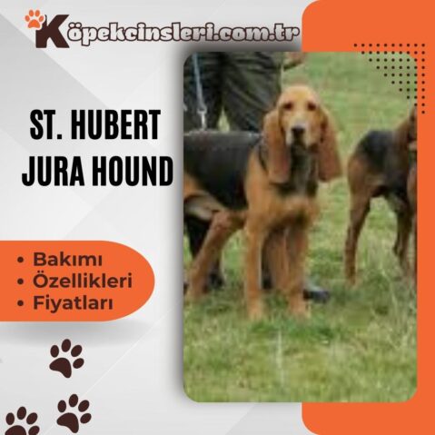 St. Hubert Jura Hound Özellikleri, Bakımı ve Fiyatları
