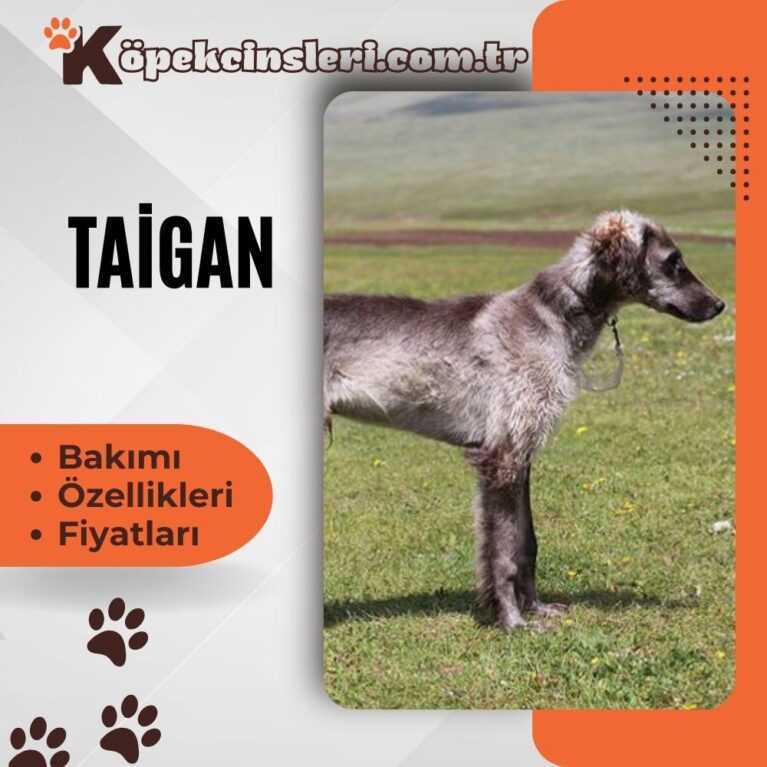 Taigan Özellikleri, Bakımı ve Fiyatları