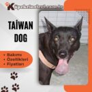 Taiwan Dog Özellikleri, Bakımı ve Fiyatları