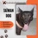 Taiwan Dog Özellikleri, Bakımı ve Fiyatları