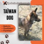 Taiwan Dog Özellikleri, Bakımı ve Fiyatları