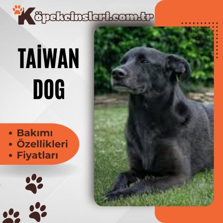Taiwan Dog Özellikleri, Bakımı ve Fiyatları