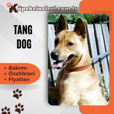 Tang Dog Özellikleri, Bakımı ve Fiyatları