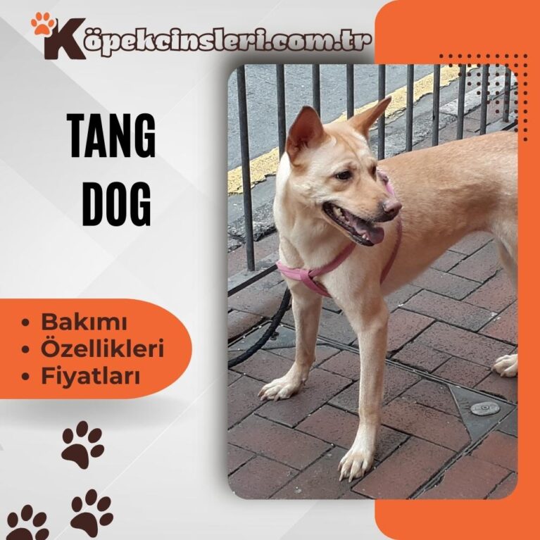 Tang Dog Özellikleri, Bakımı ve Fiyatları