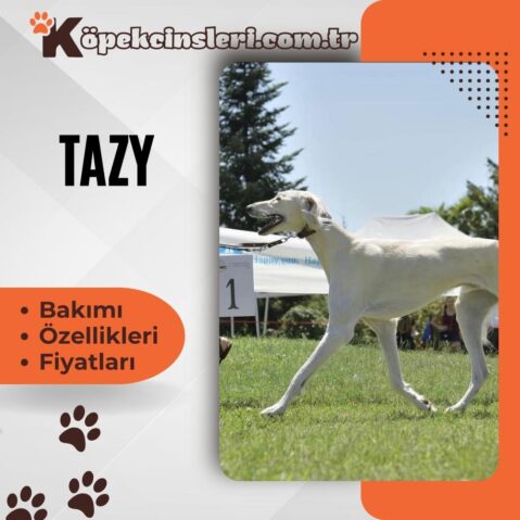 Tazy Özellikleri, Bakımı ve Fiyatları