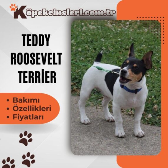 Teddy Roosevelt Terrier Özellikleri, Bakımı ve Fiyatları