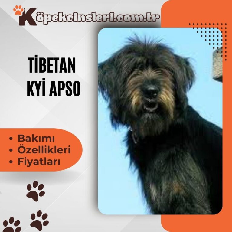 Tibetan Kyi Apso Özellikleri, Bakımı ve Fiyatları