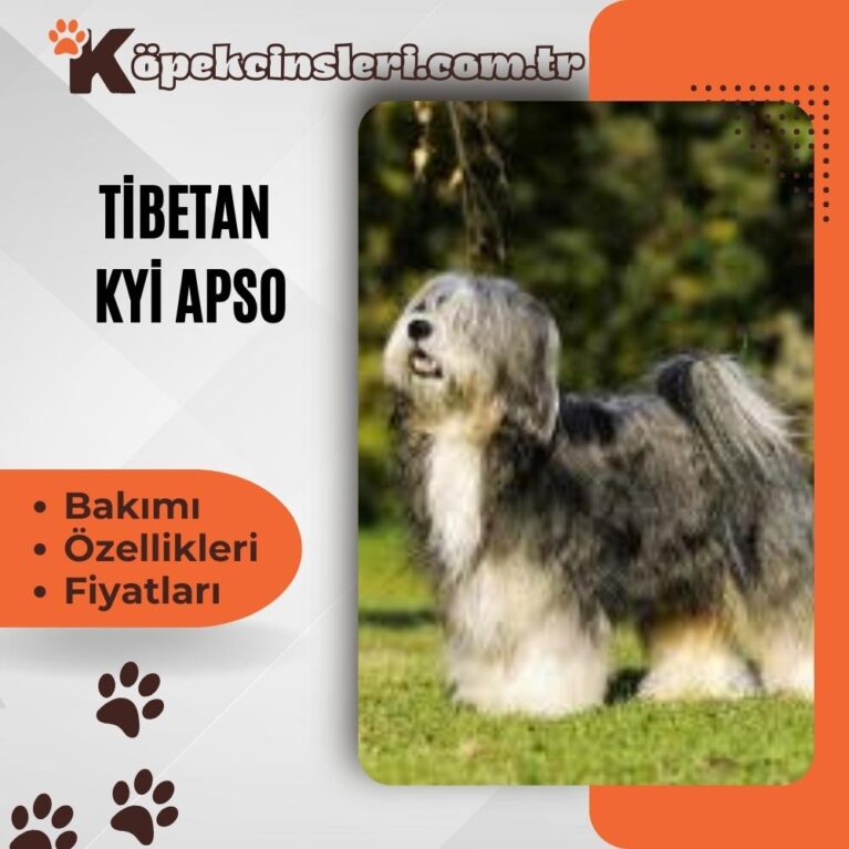 Tibetan Kyi Apso Özellikleri, Bakımı ve Fiyatları