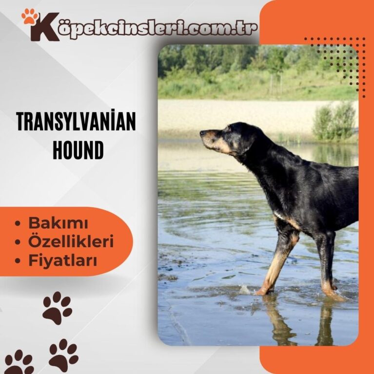Transylvanian Hound Özellikleri, Bakımı ve Fiyatları