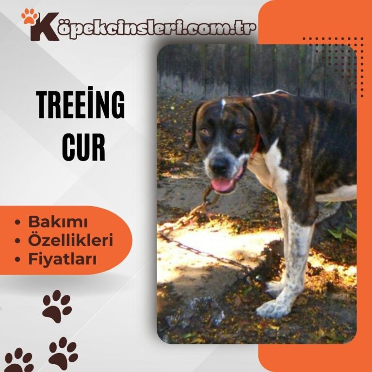 Treeing Cur Köpek Özellikleri, Bakımı ve Fiyatları