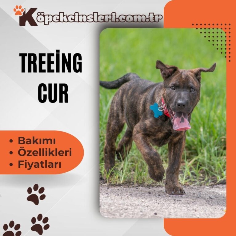 Treeing Cur Köpek Özellikleri, Bakımı ve Fiyatları